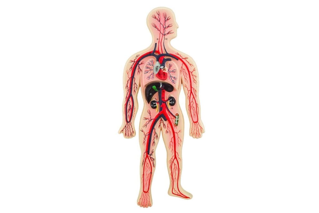High-Quality Human Models - MVTEX Science Industries