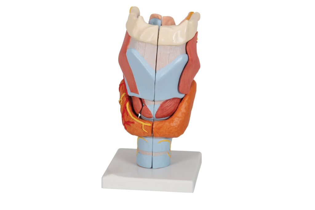 High-Quality Human Models - MVTEX Science Industries